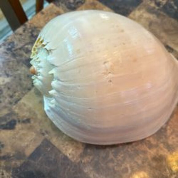 Accents | Vintage Giant Crowned Baler Melon Shell Natural Seashell ...